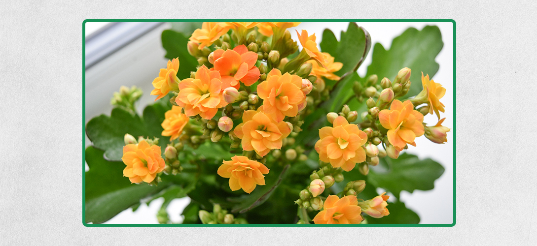 Sunlight Lamp For Plants to enrich your bedroom